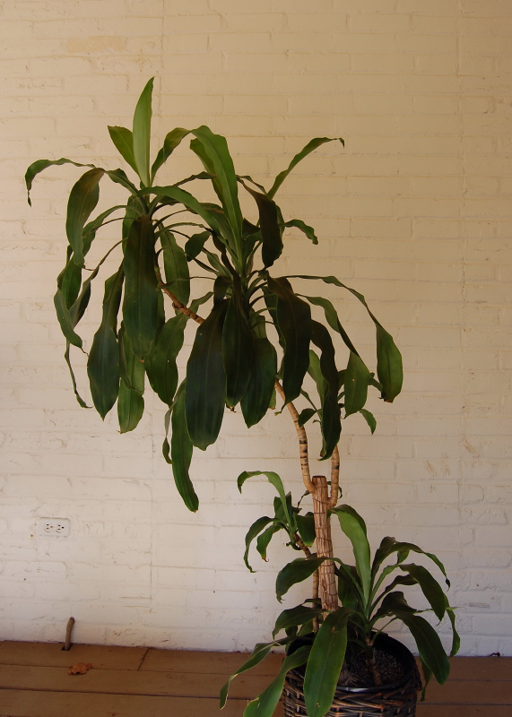 The Indoor Garden: Dracaena Fragrans Cane Care