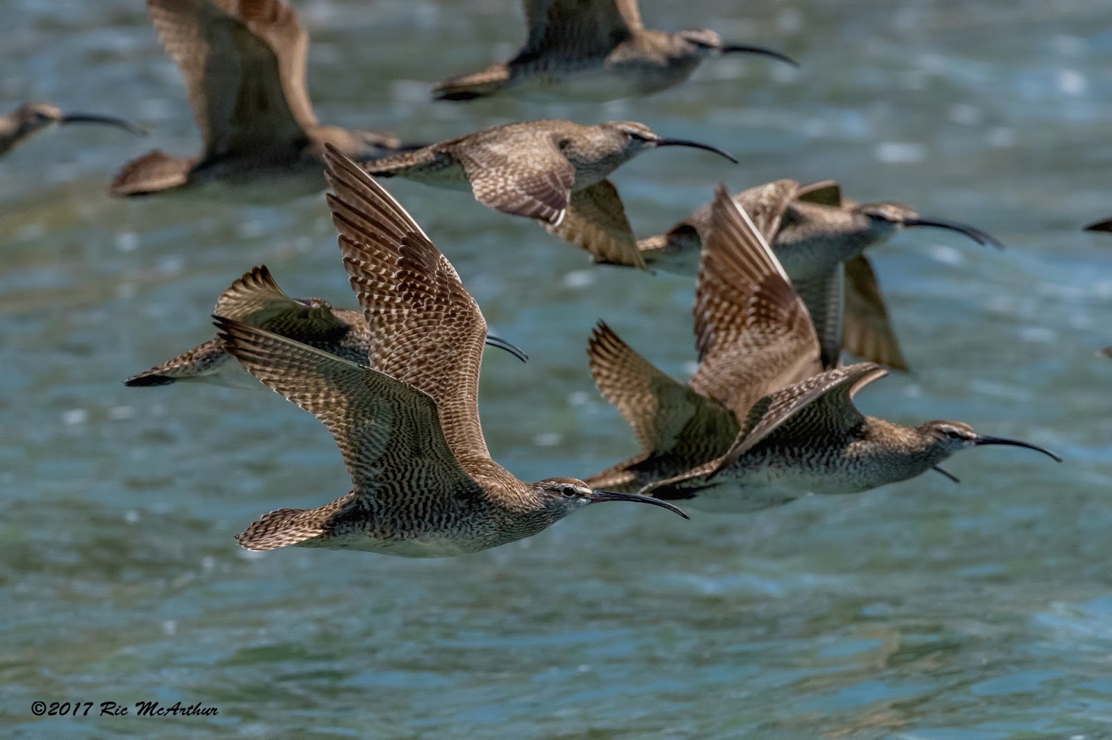 Whimbrel in flight.