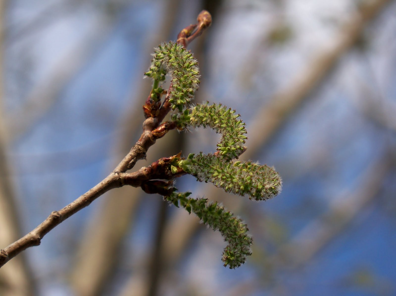 Plant Journeys: Aspen