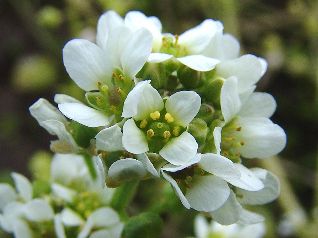 Nós, os Cachorros - No Japão: Plantas que Curam: COCLEÁRIA - Cochlearia ...