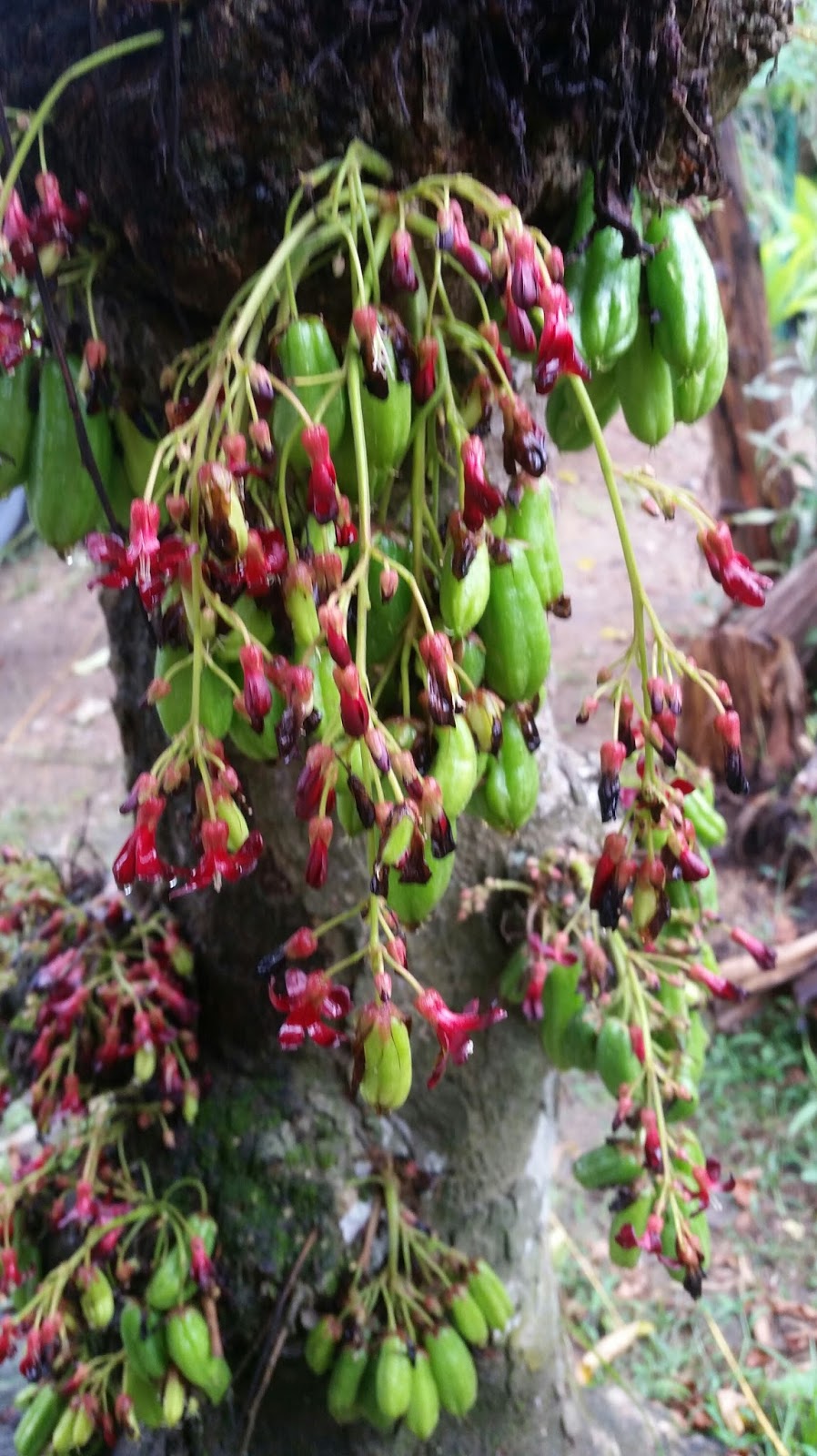 Warisan Petani: Pokok Belimbing Buluh.