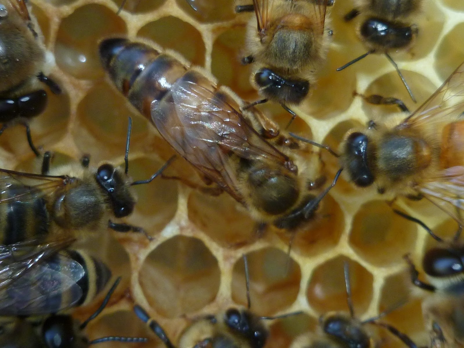 Queen Anne Bees: Supersedure Queens and Swarms