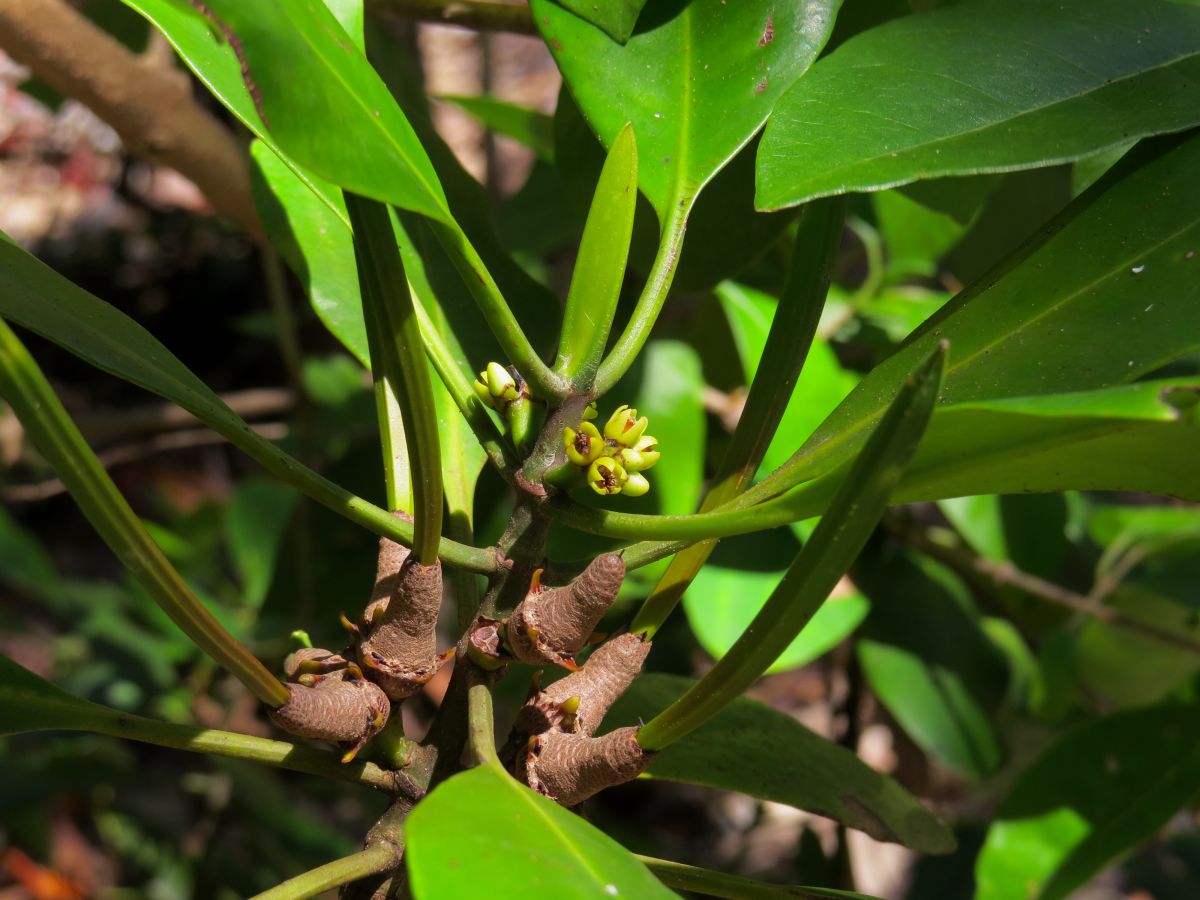 Queensland Coast: Australia's Spurred Mangroves (Ceriops sp.)
