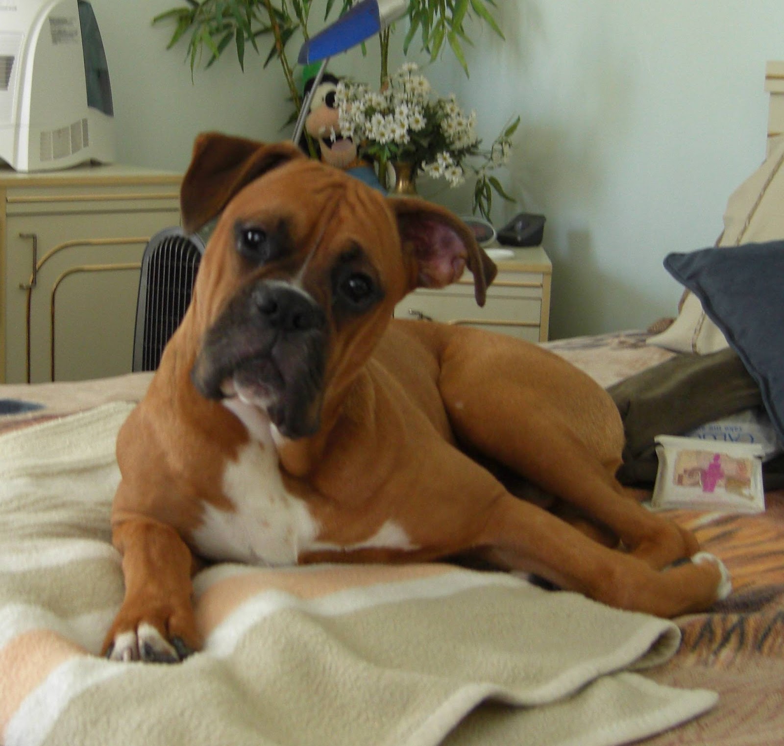 Todas las razas de perros: Boxer