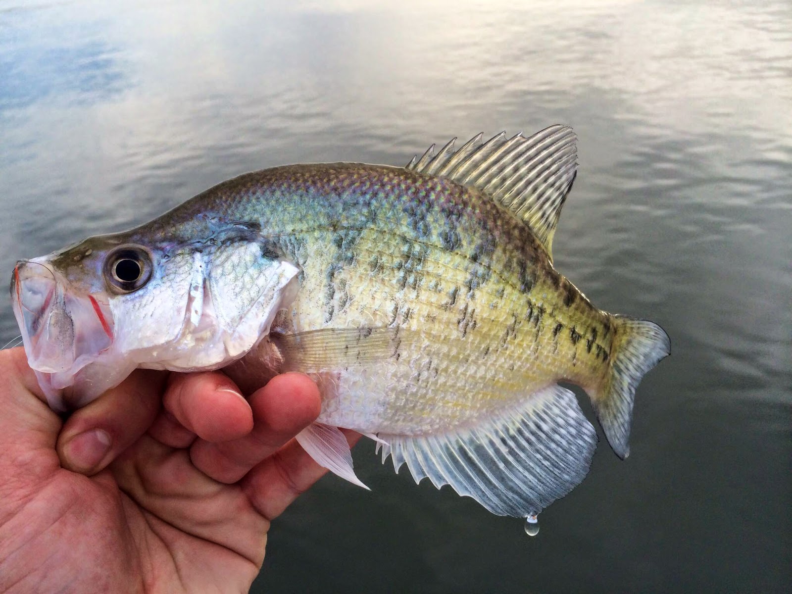 The Rogue Outdoors: A Little Crappie Fishing