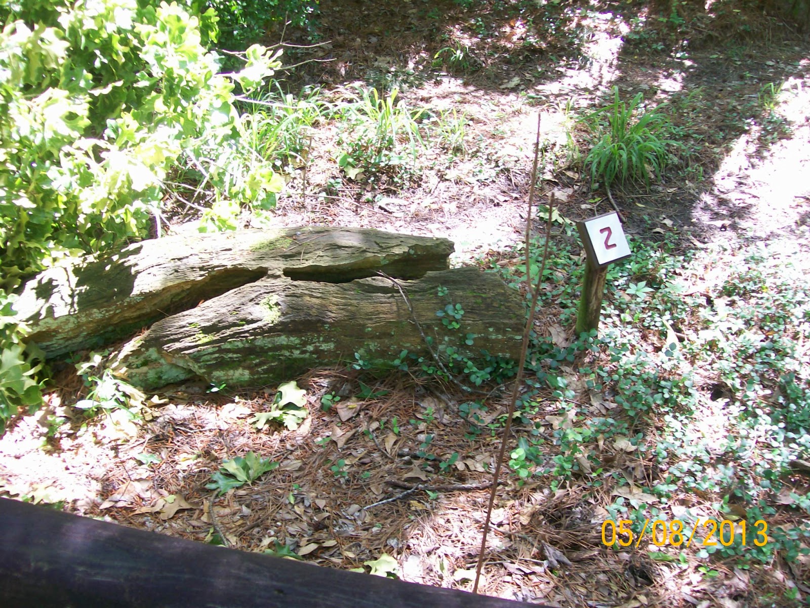 Rockhounding Around: Mississippi Petrified Forest, Flora MS