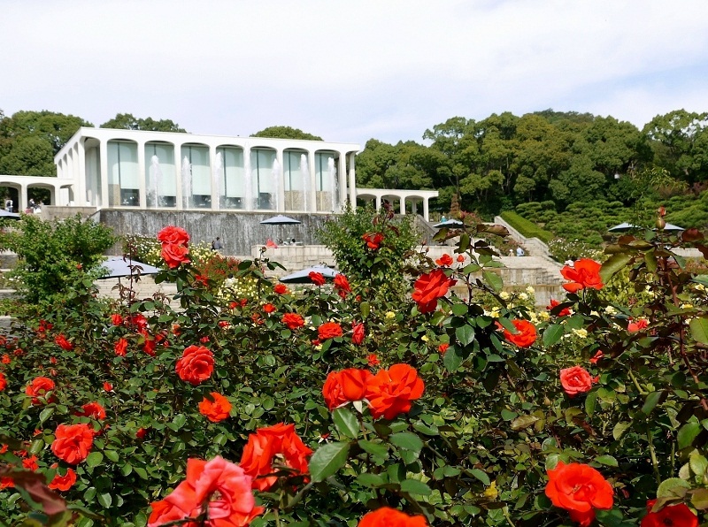 Stardust Talk : Autumn-flowering roses at Suma Rikyu Park, Kobe
