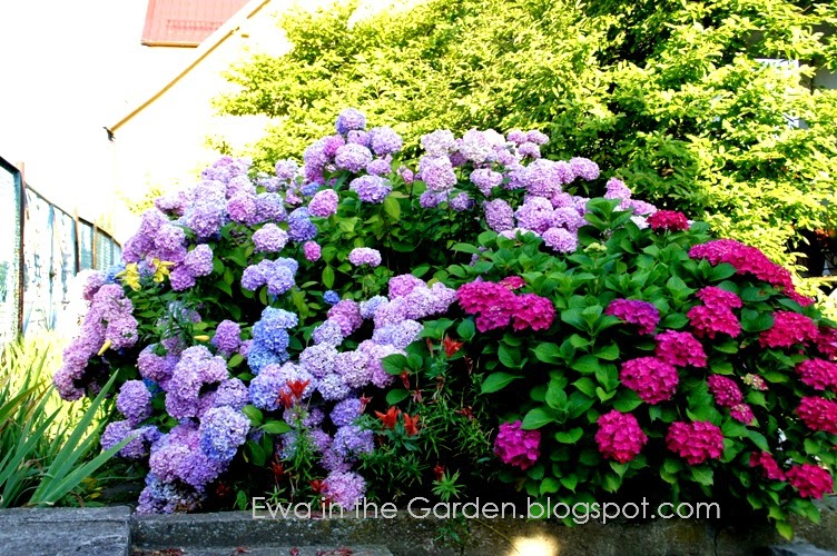 Ewa in the Garden: 16 Photos of the Best Flowering Hydrangeas in Poland