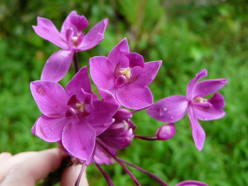 Tansy's Garden: Micronesia - Pohnpei