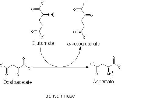 Getting to Know Your Amino Acids: Aspartate