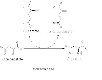 Getting to Know Your Amino Acids: Aspartate