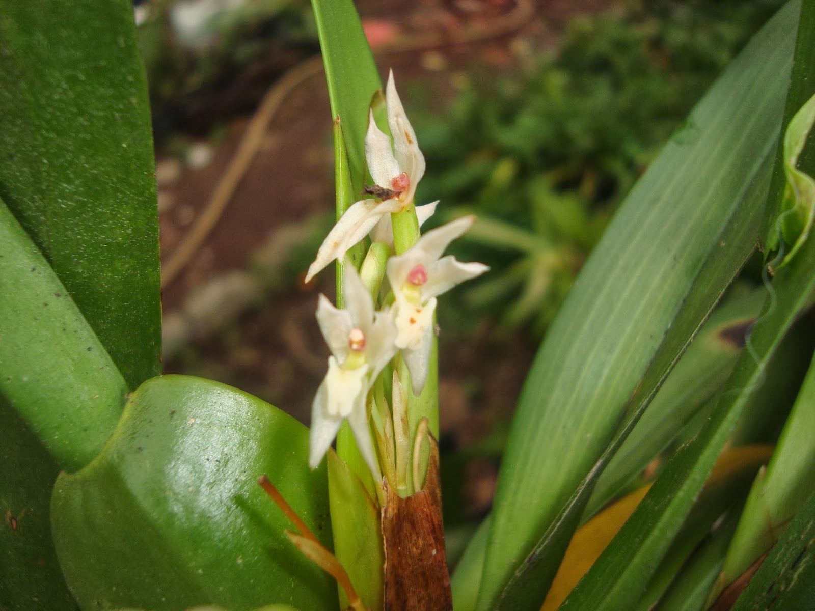 Orquídeas HElid: Maxillaria Densa