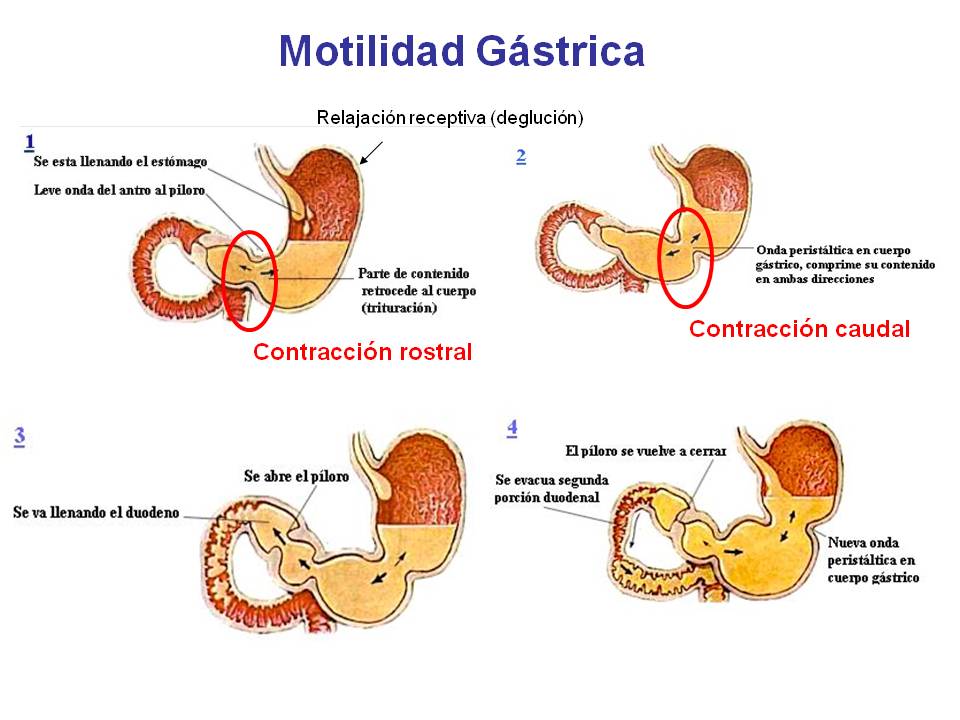 Elblogdefisio: Clase de Motilidad Digestiva
