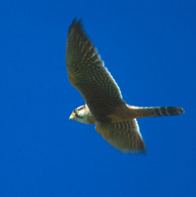 ANPP Animales y Plantas de Perú: Halcón Perdiguero - Falco femoralis