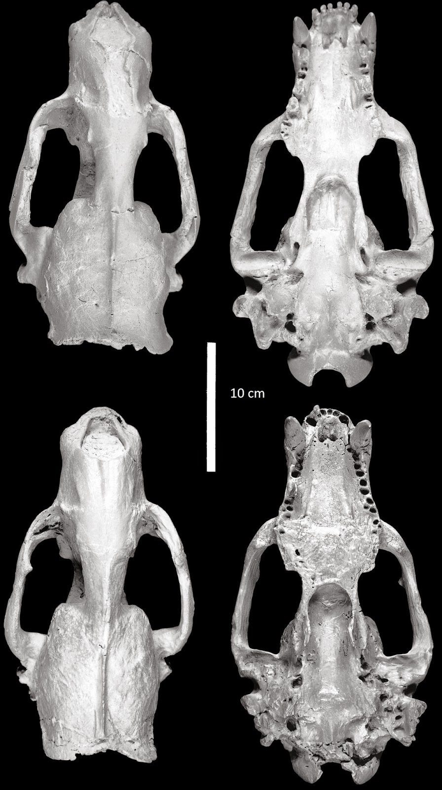 The Coastal Paleontologist: The evolutionary history of walruses, part ...
