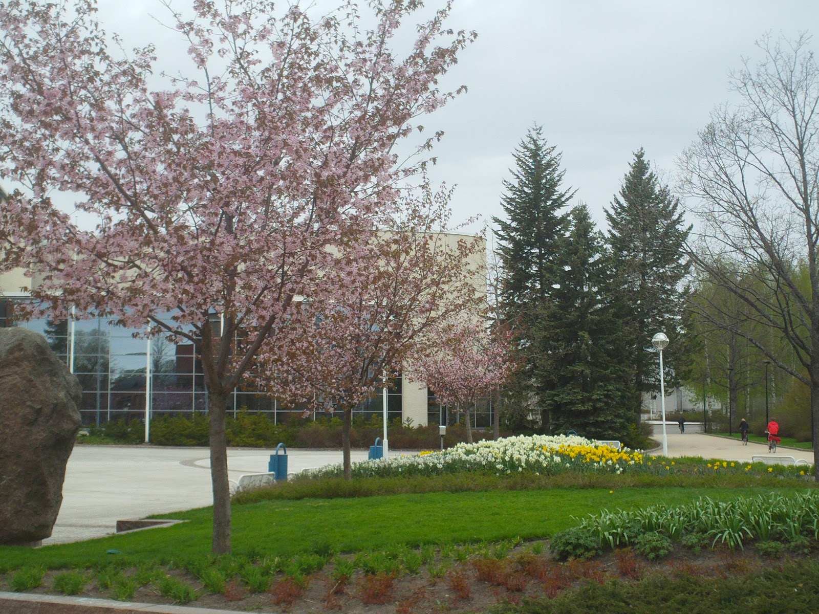 Katse Avartuu: Kaunis kotikaupunkini - kirsikkapuu kukkii!