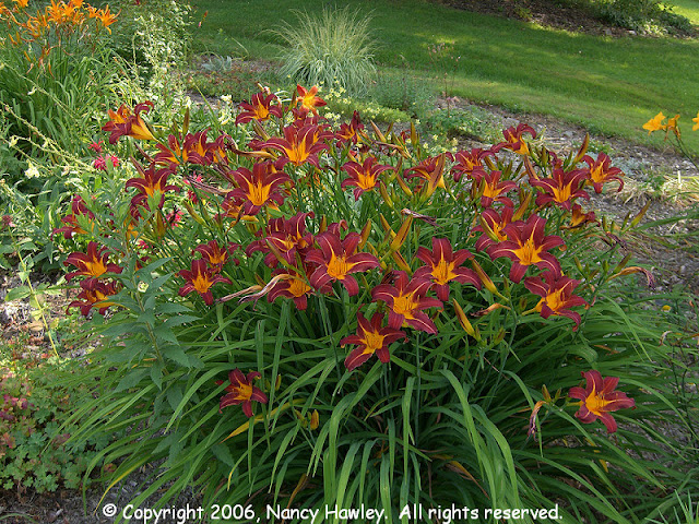 Autumn Vanilla Picture: Autumn Red Daylily