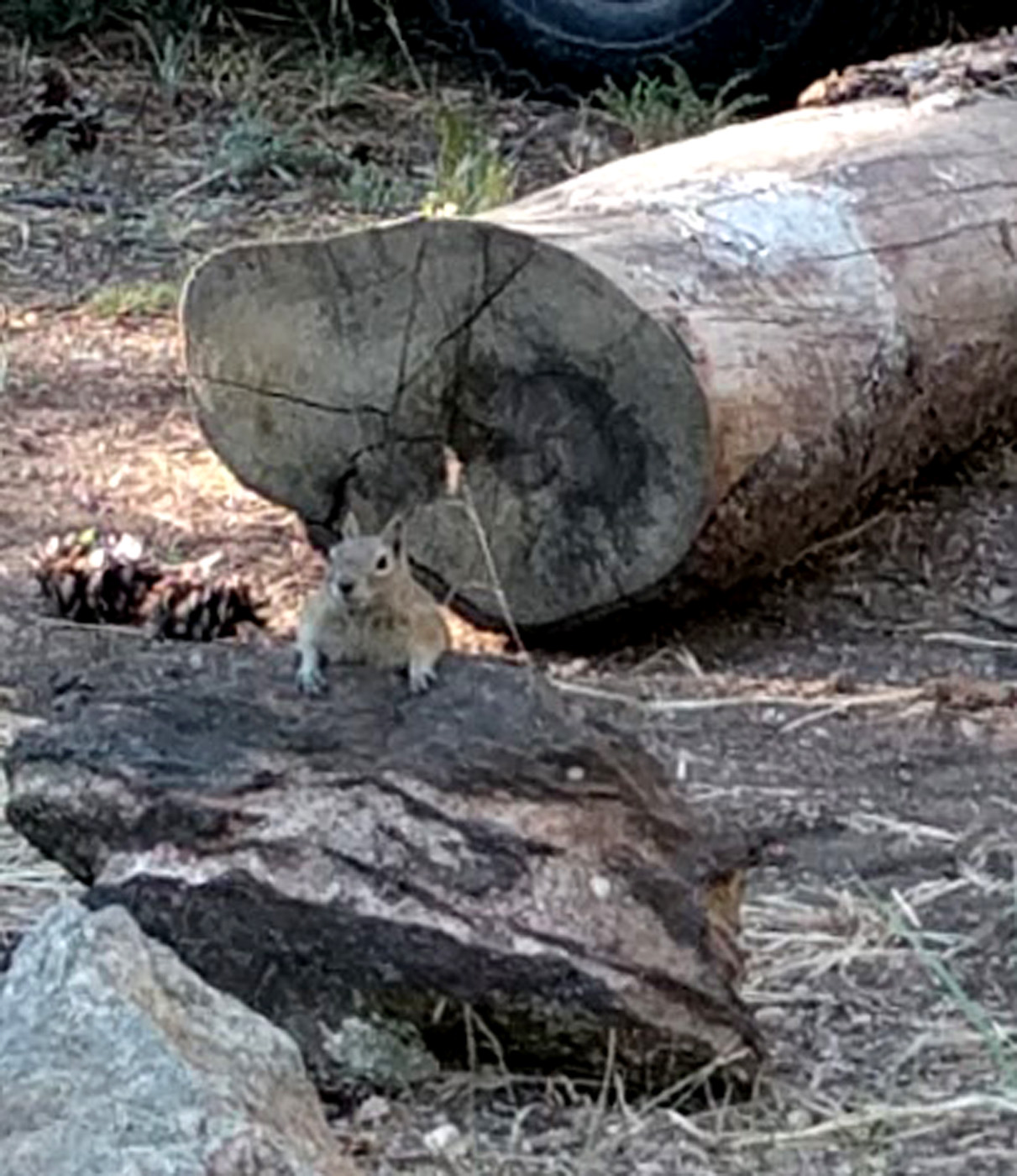 Bit of Honey Training: Camping at Jack's Gulch