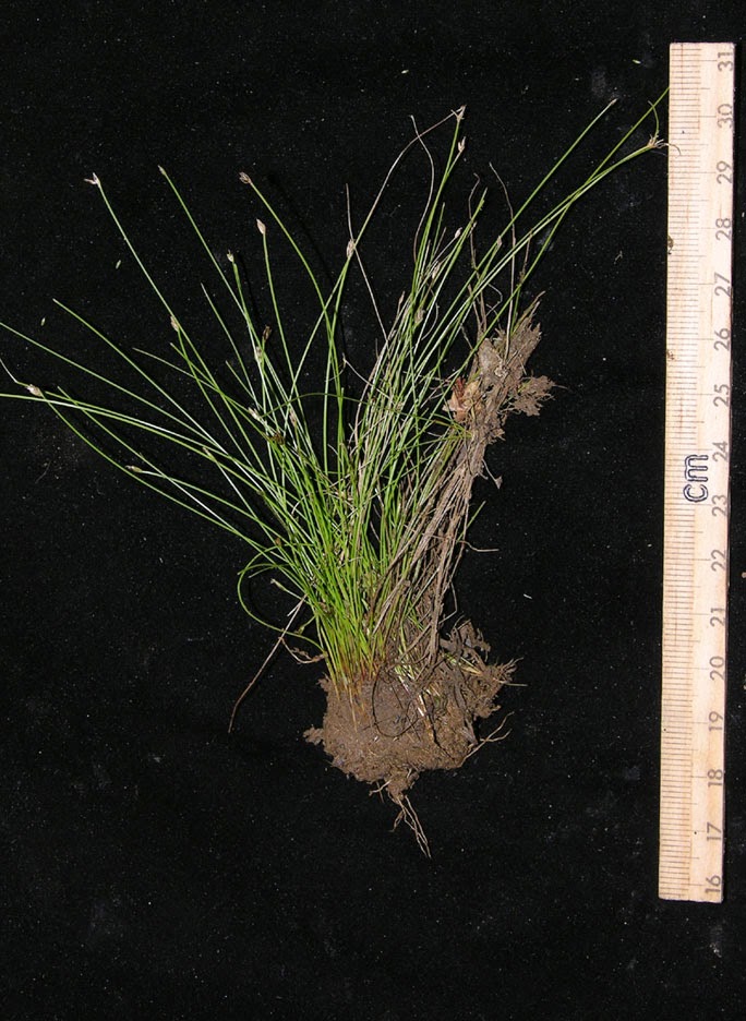 Flora de Puerto Rico Ilustrada Papo Vives: CYPERACEAE ELEOCHARIS RETROFLEXA