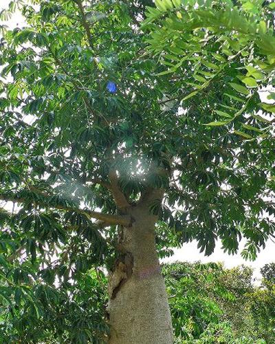 Argentina nativa: Yacaratiá (Jacaratia spinosa)
