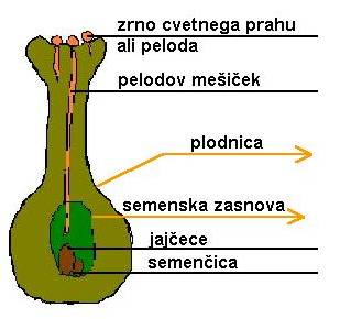 Oprašitev in oploditev