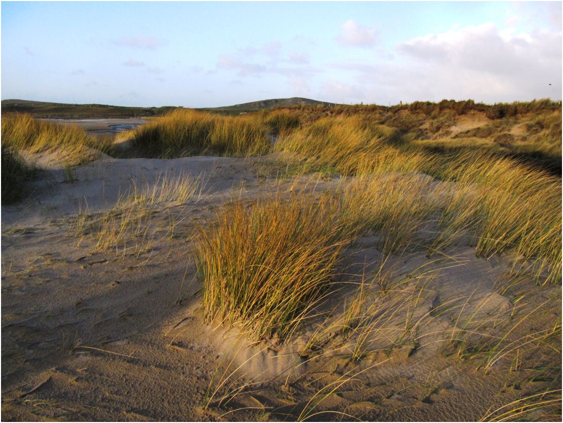 Islay Natural History Trust: Marram Grass - Machir Bay
