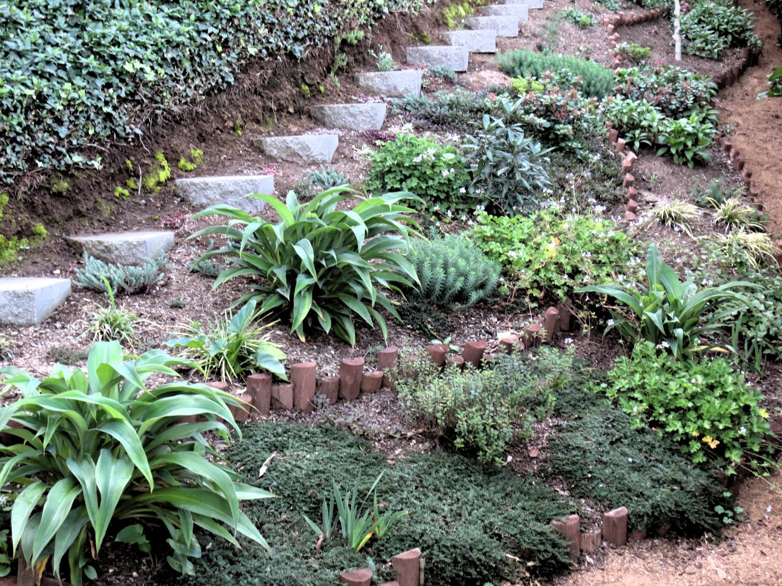 Late to the Garden Party: Renga Lilies Everywhere