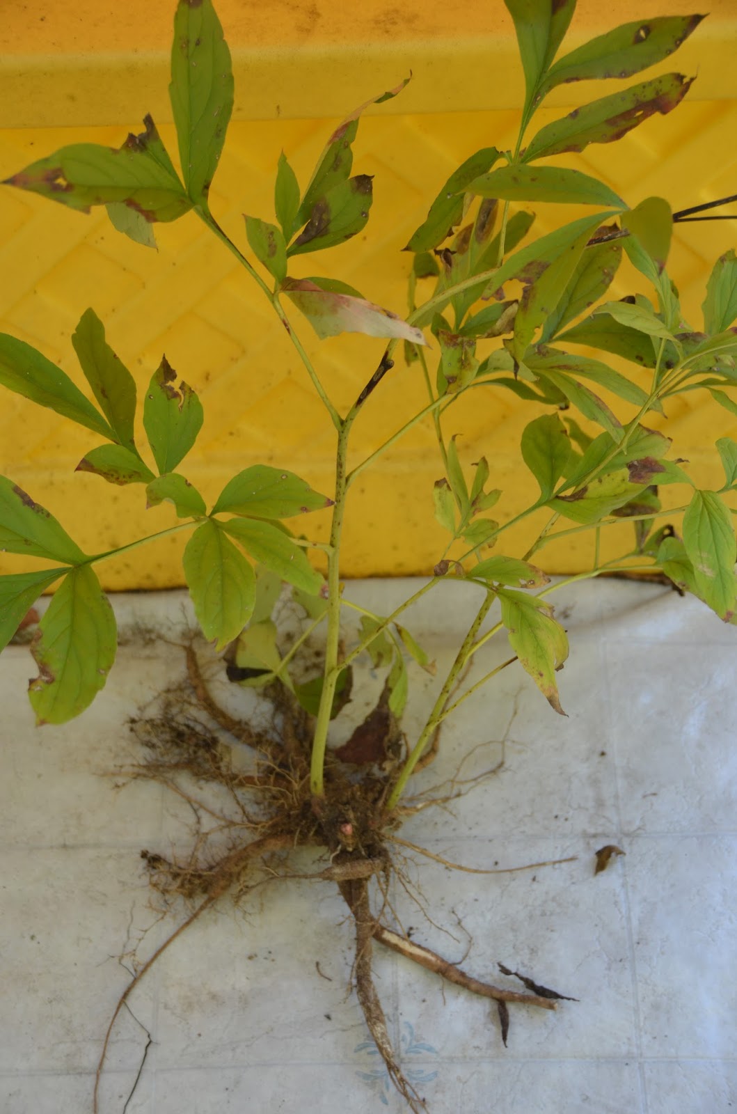 Southern Peony: 2015 Transplant Promising Hot Pink Double Seedling