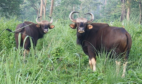 Dooars Ecoviillege: Explore the Biodiversity and Forests of Dooars