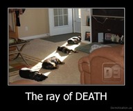 Dog behaving like a plant : r/AnimalsBeingDerps