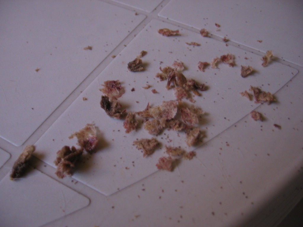 Conejos "El Orejano": Sanidad: SARNA EN CONEJOS