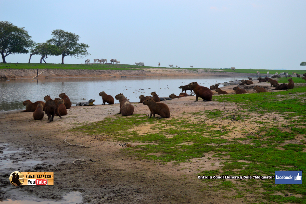 Canal Llanero : EL CHIGUIRO O CAPIBARA COSAS QUE NO SABIAS