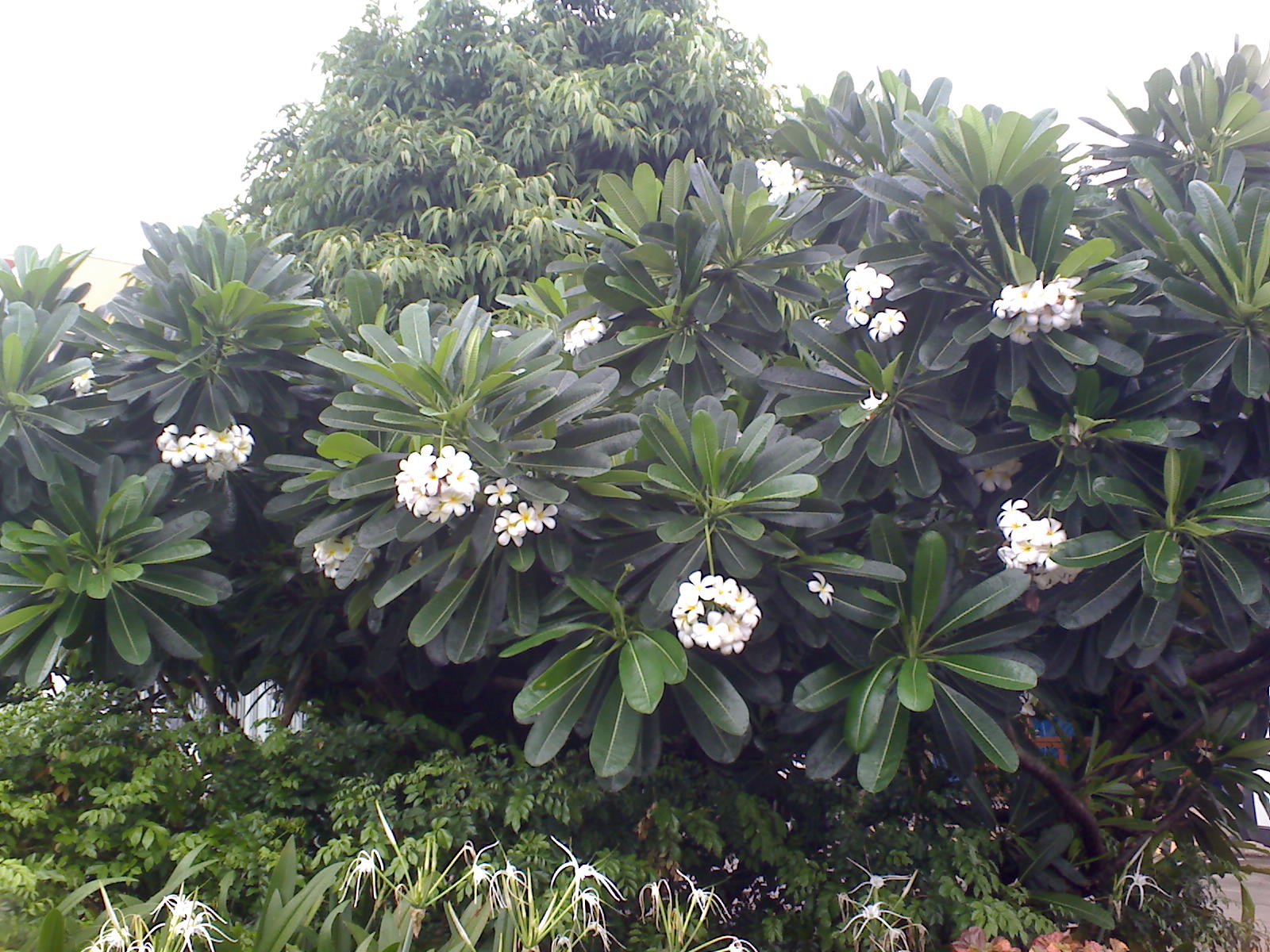 FLOWERS IN THE PHILIPPINES: Kalachuchi Flower