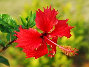 Khasiat dan Manfaat Bunga Kembang Sepatu | Dibuka Saja