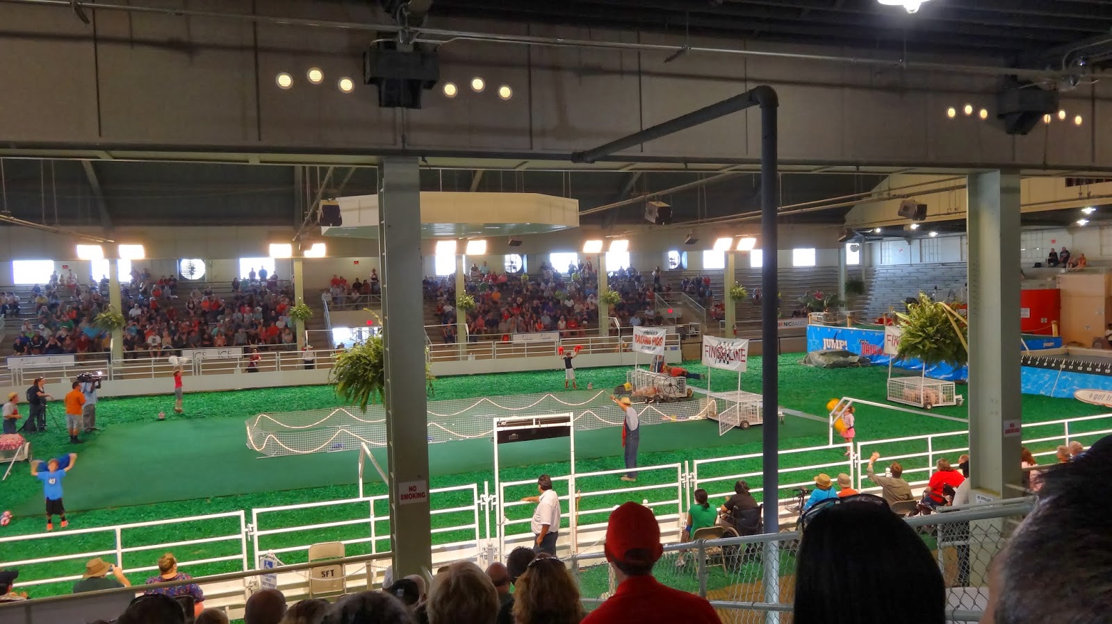 State Fair of Texas 2013: Pig Races at the Texas State Fair 2013