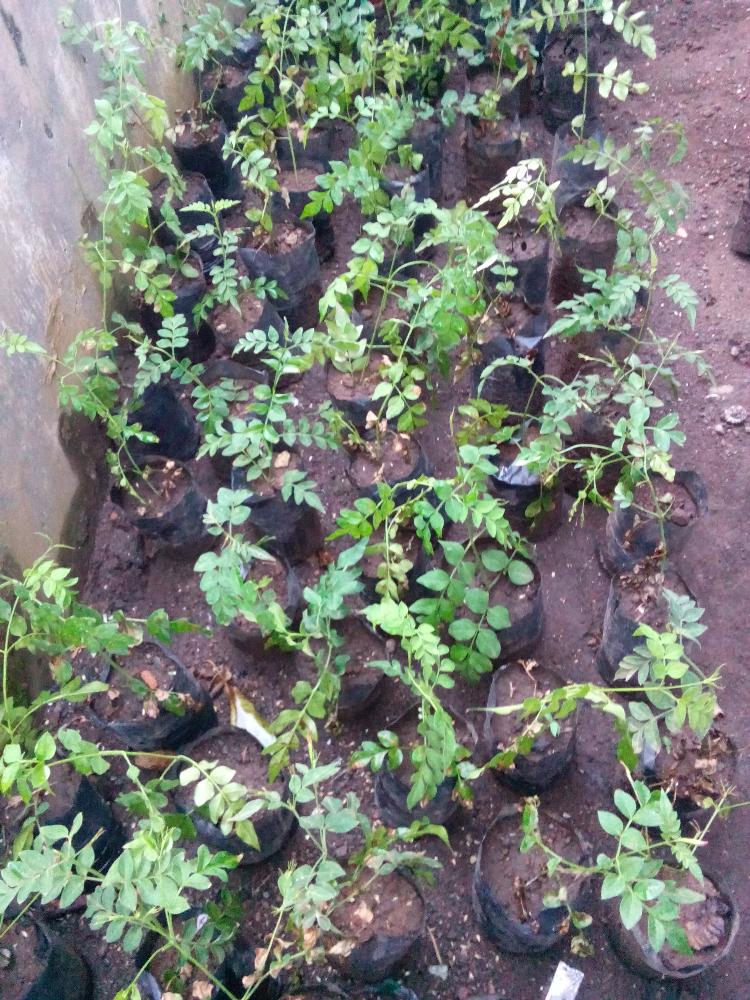 tentang bunga melati