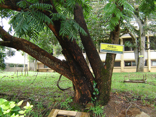 නිවස ඉදිරිපිට ඇති පිහිඹියා ගස වාසනාව ගෙනෙනවාද? | SinhalaBuz-අන්තර්ජාල සගරාව