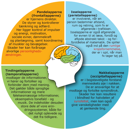 09MR.AnnetteJ: Hjernen