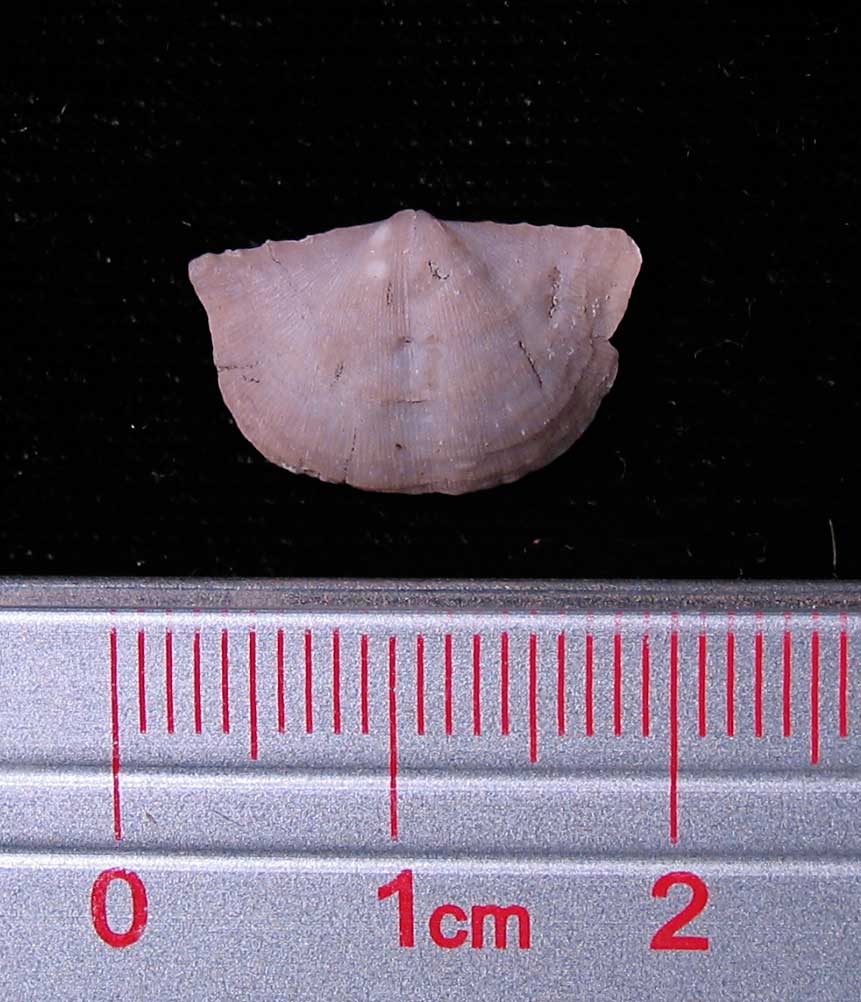 Louisville Fossils and Beyond: 01/01/2012 - 02/01/2012