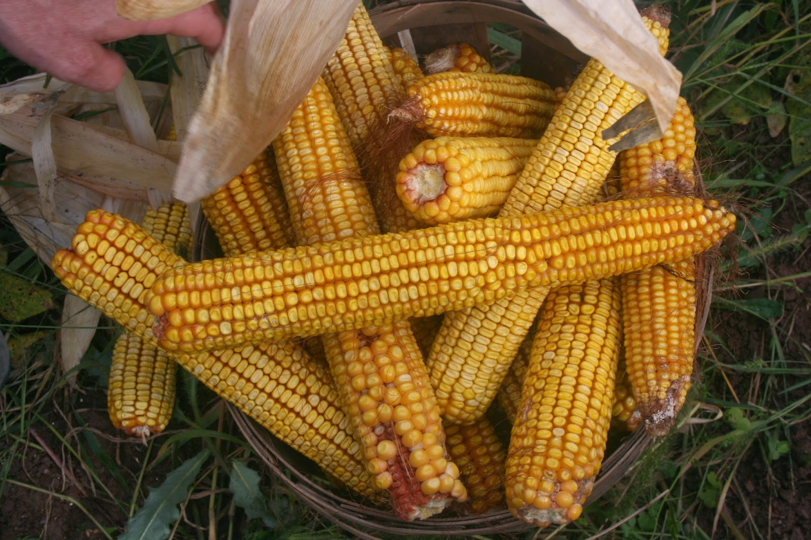 SweetPotatoClaire: a day in the life of the flower girl...