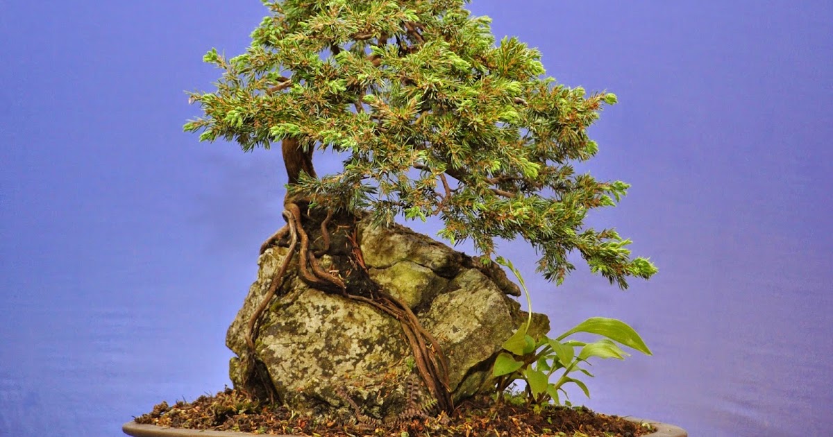 How to grow a bonsai tree on a rock - About Bonsai