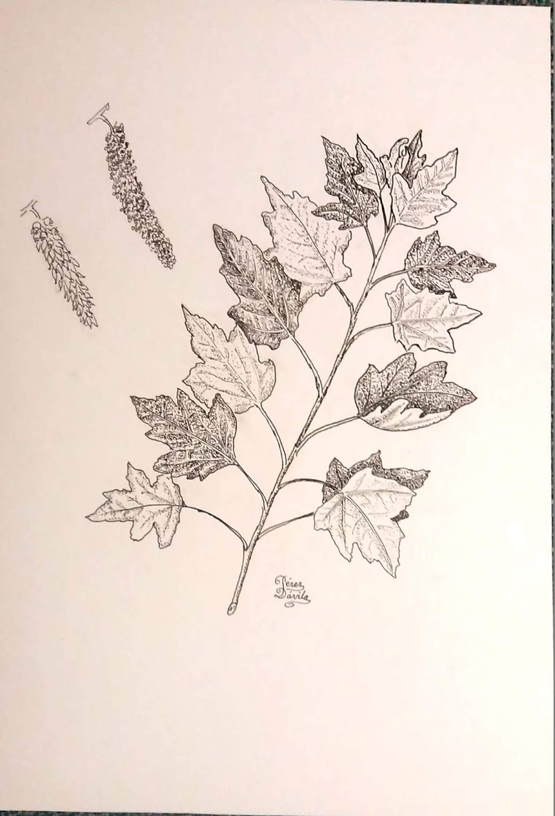 Dávila Botánico: Álamo