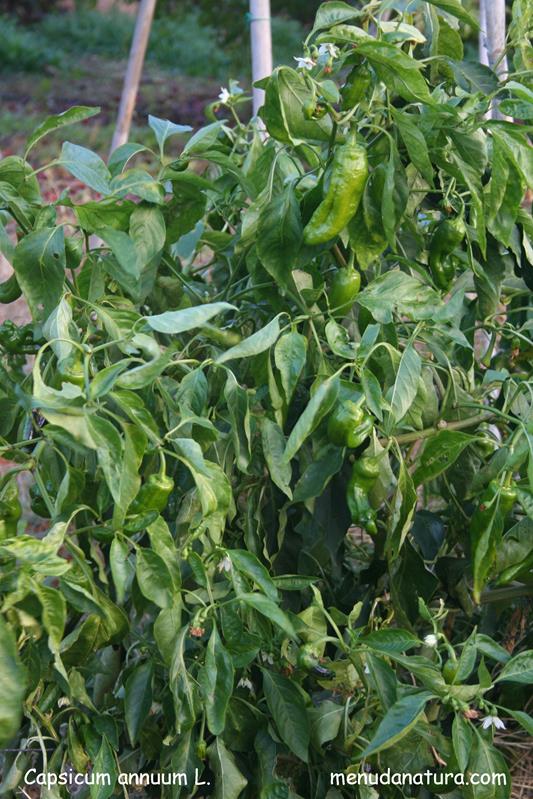Menuda Natura: Capsicum annuum L.