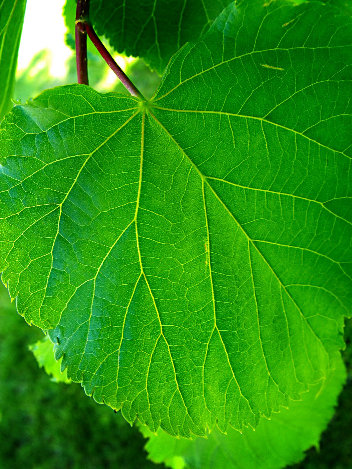 Pilot Rock HS Photography: (SS) Leaf by Brooke