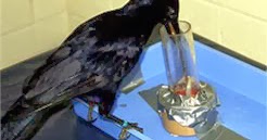 Science Minus Details: The Crow