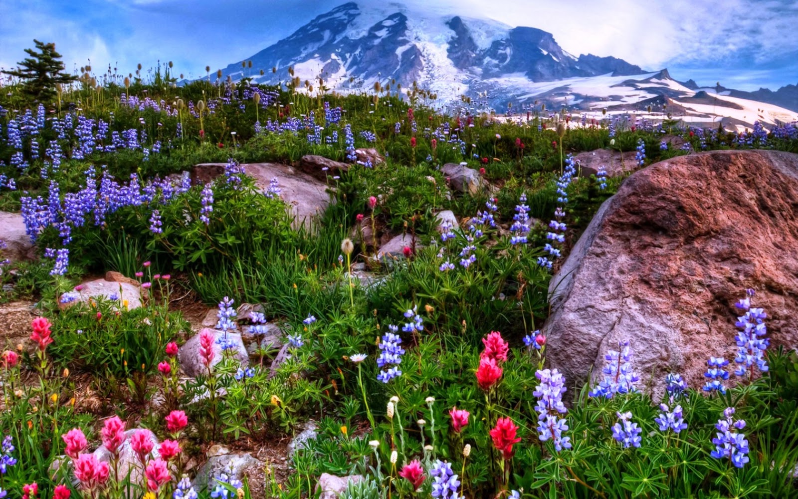 5 imagini frumoase de primavara | Poze Super Misto