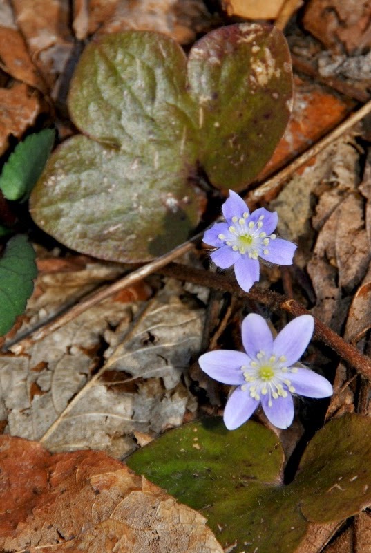 Southeastern PA Hiking: Binky Lee Preserve