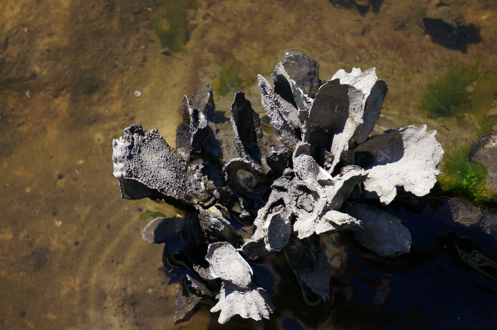 Robbin Neff Photography