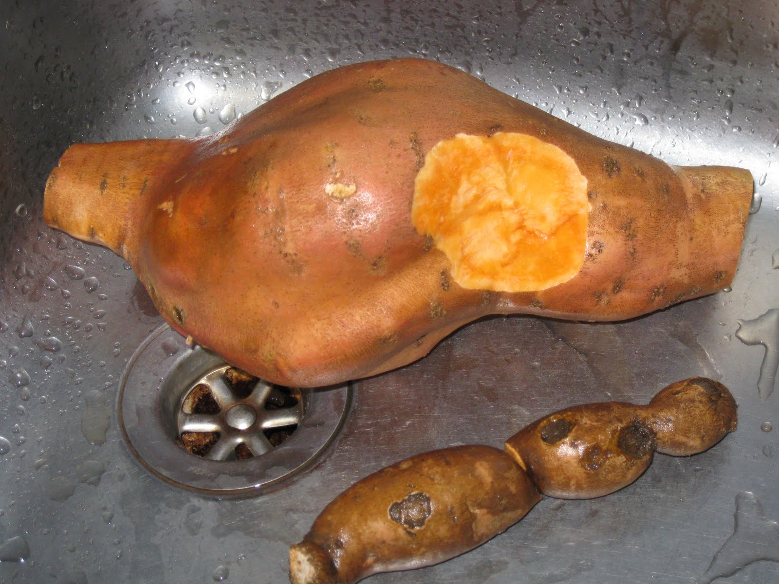 Robin's Double Life: Growing vegetables in Mitchell, outback Queensland