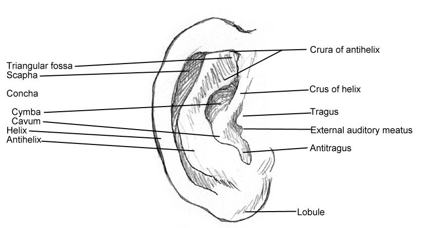 The anatomy of the ear | blogger uni doctors